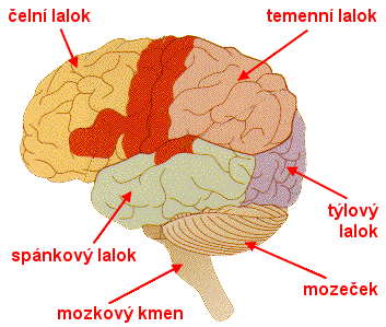 anatomie a fyziologie :: cévní mozková příhoda